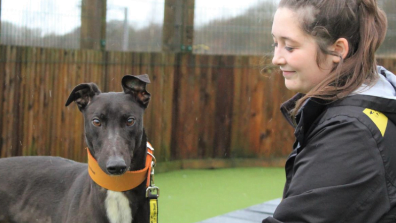 Dogs Trust Glasgow | PAWSecondChance